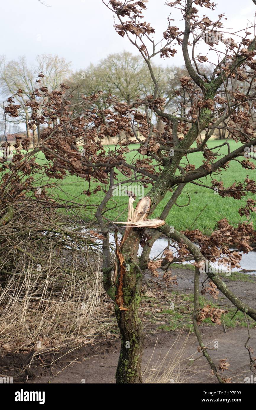 Small tree with a broken branch after storm Stock Photo - Alamy