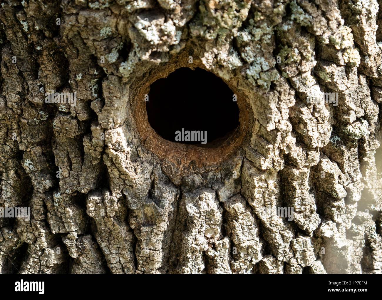 Woodpecker hole in the tree trunk, front view Stock Photo - Alamy