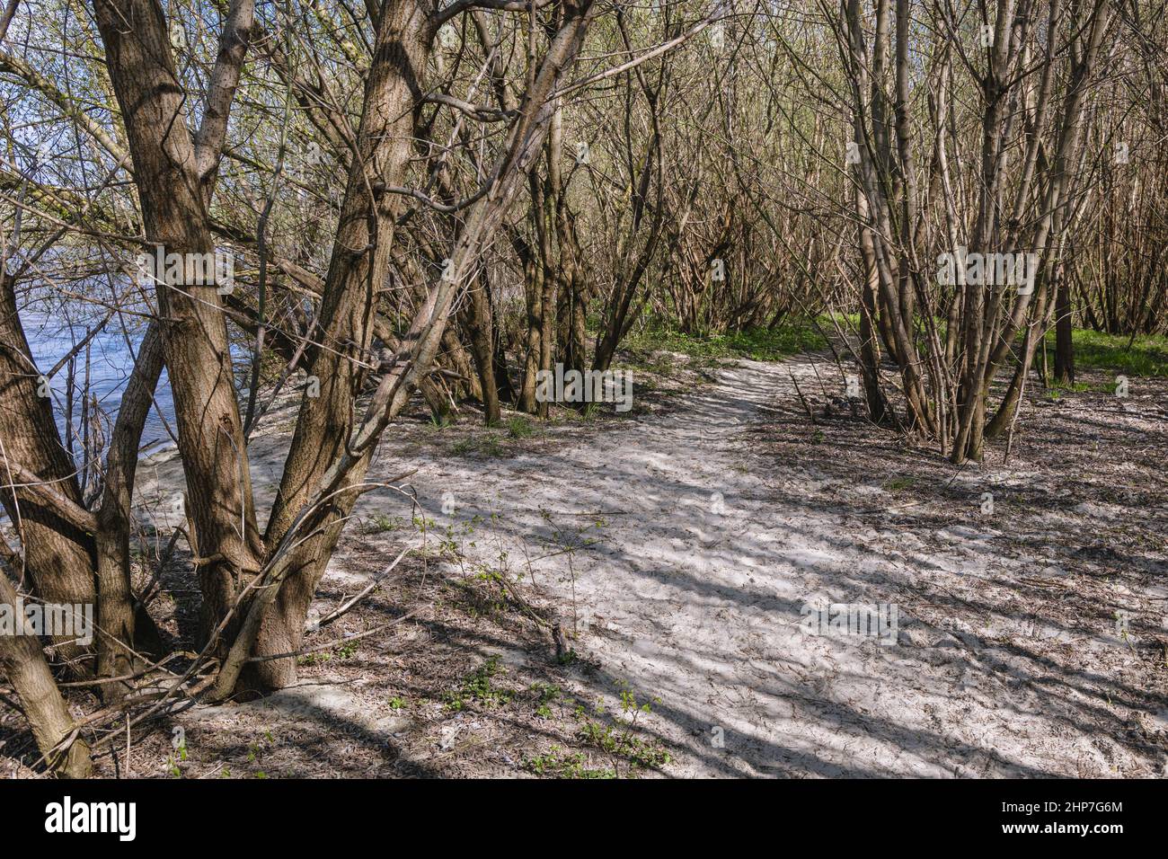 Path in Riparian forest on the bank of Vistula River in Siekierki area ...