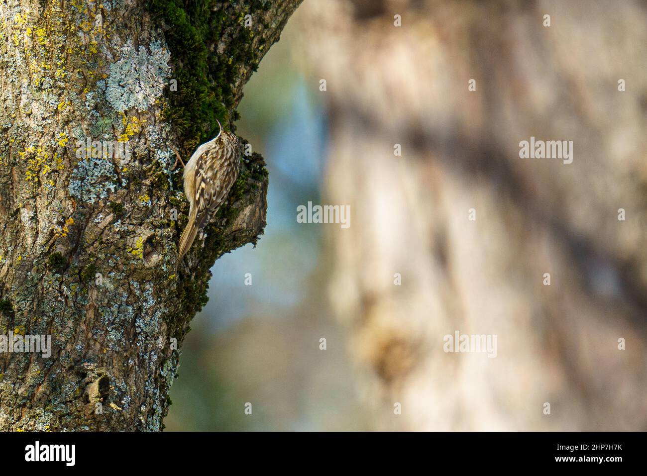 Eurasian treecreeper perched on a tree branch on a blurred background ...