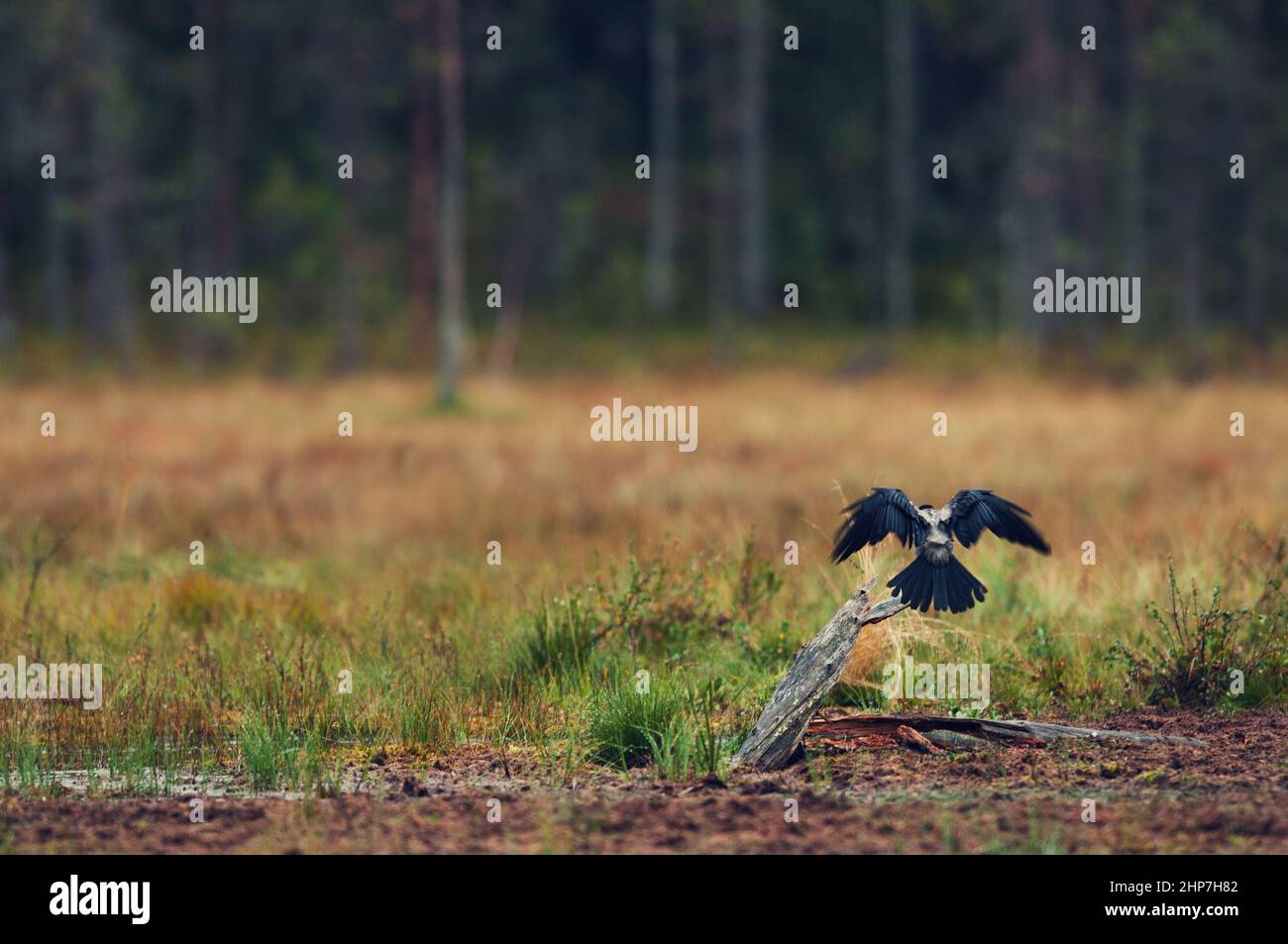 Back view of a crow in flight during the daytime Stock Photo - Alamy
