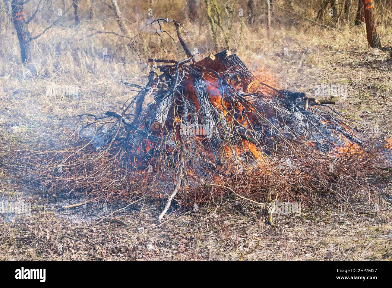 Burning trimmings and wood from the cut forest. A lit fire with hot ...