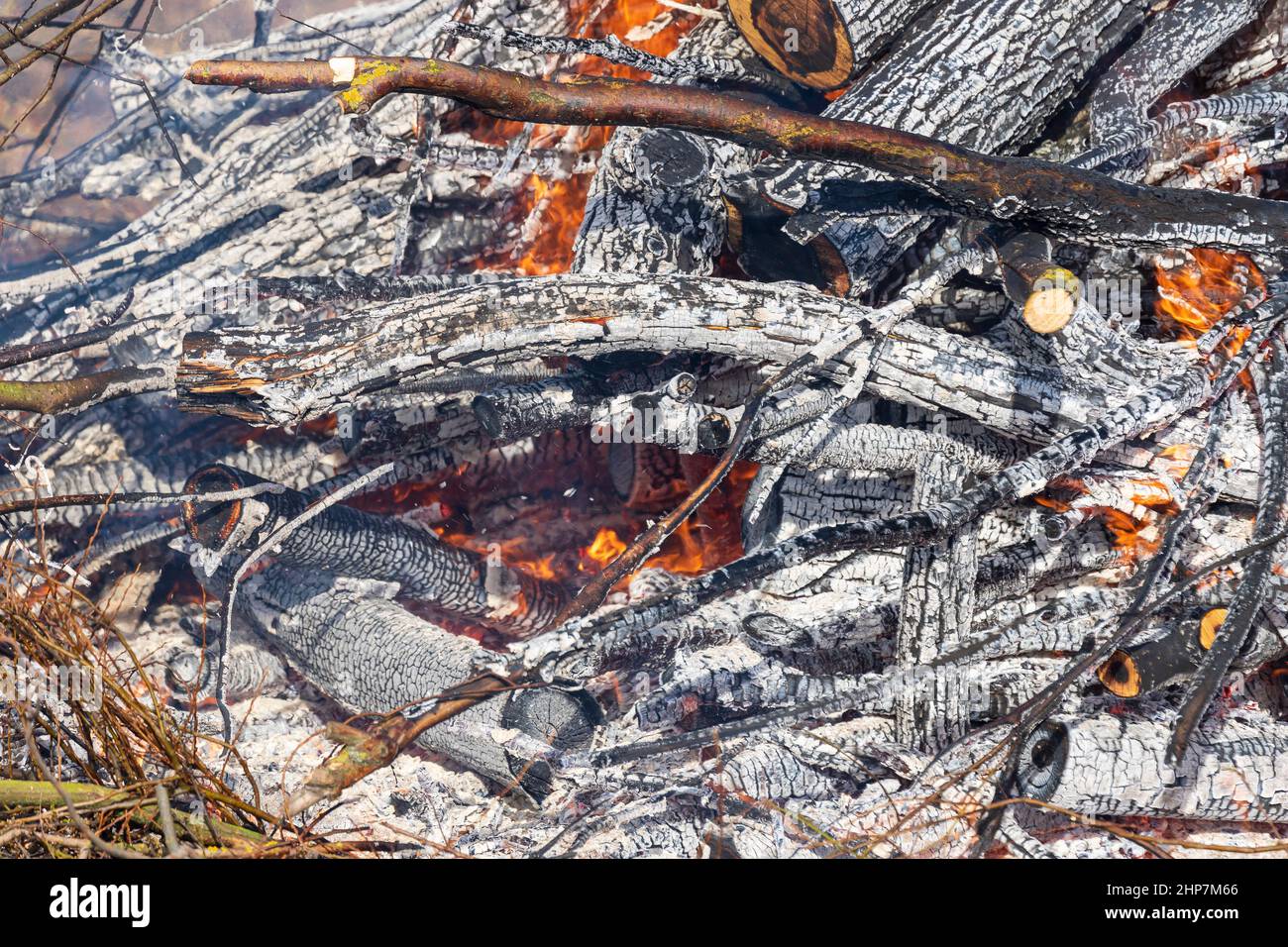 Burning trimmings and wood from the cut forest. A lit fire with hot ...