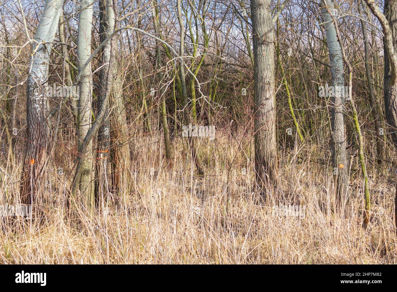 Tall tree trunks in the forest Stock Photo - Alamy