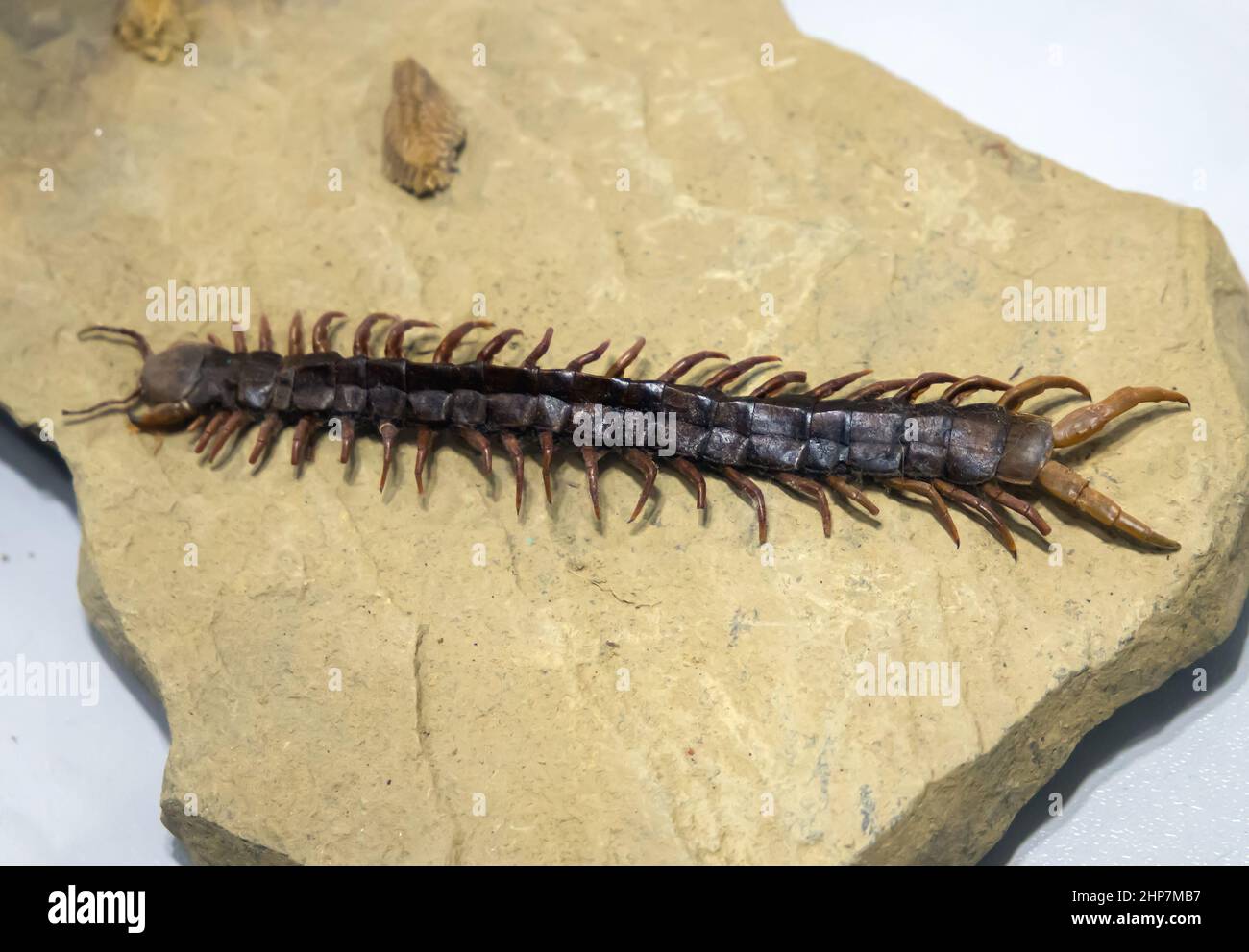 Large centipede on a flat stone Stock Photo - Alamy