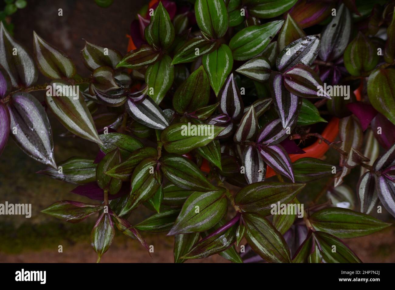 Ornamental plant with three colors Stock Photo - Alamy