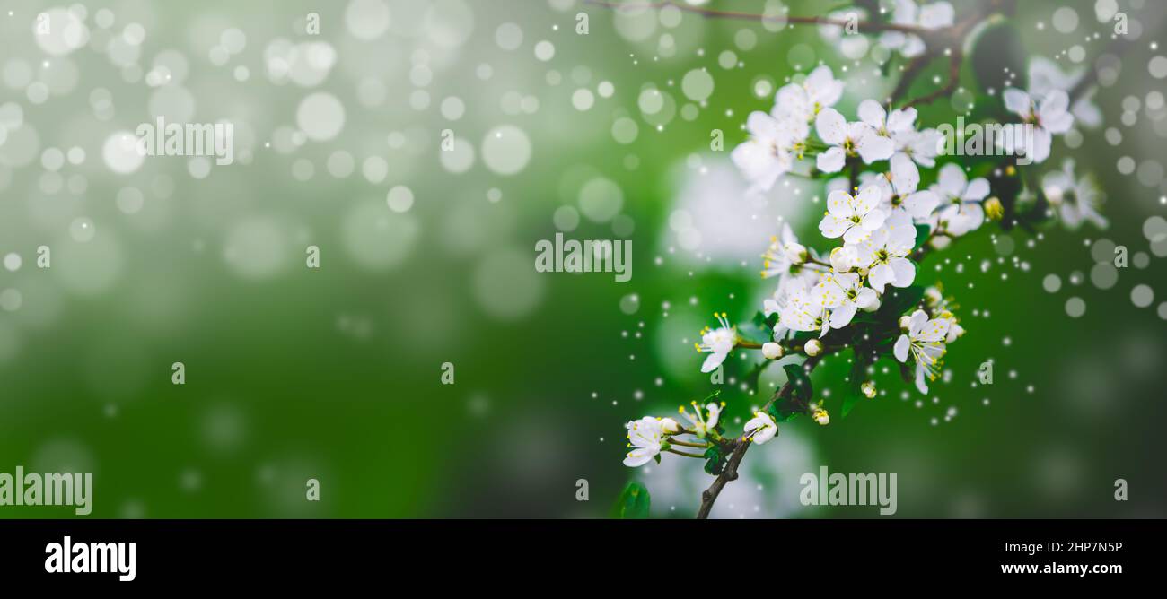 Spring green nature background with cherry flowers on branch Stock ...