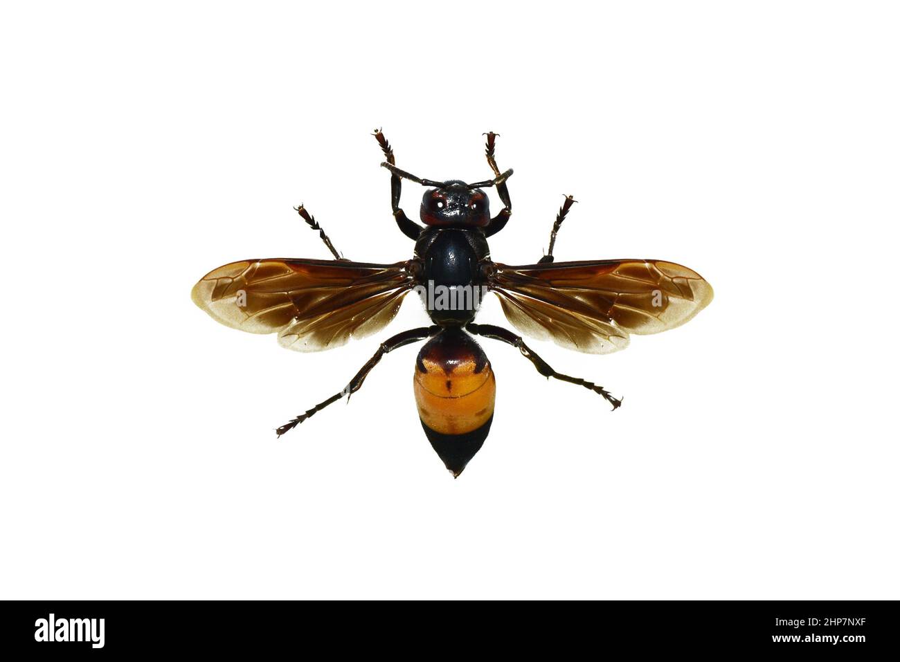 Asian bee Cut Out Stock Images & Pictures - Alamy