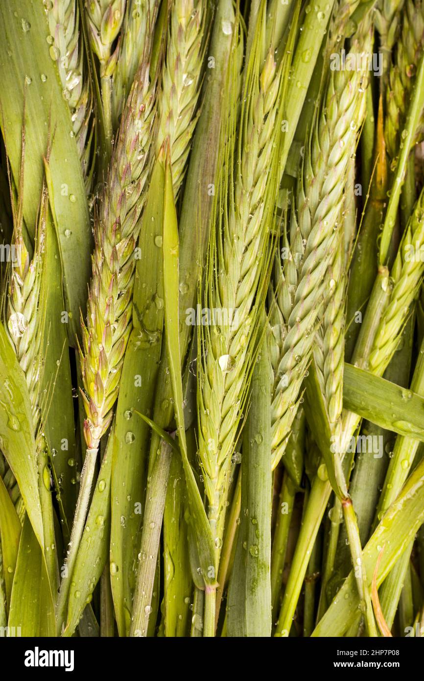 Natural,fresh,green color ears of wheat background with drops ...