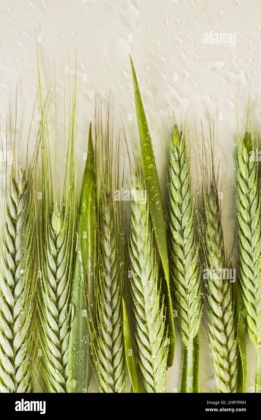 Natural,fresh,green color ears of wheat designed on the white surface ...