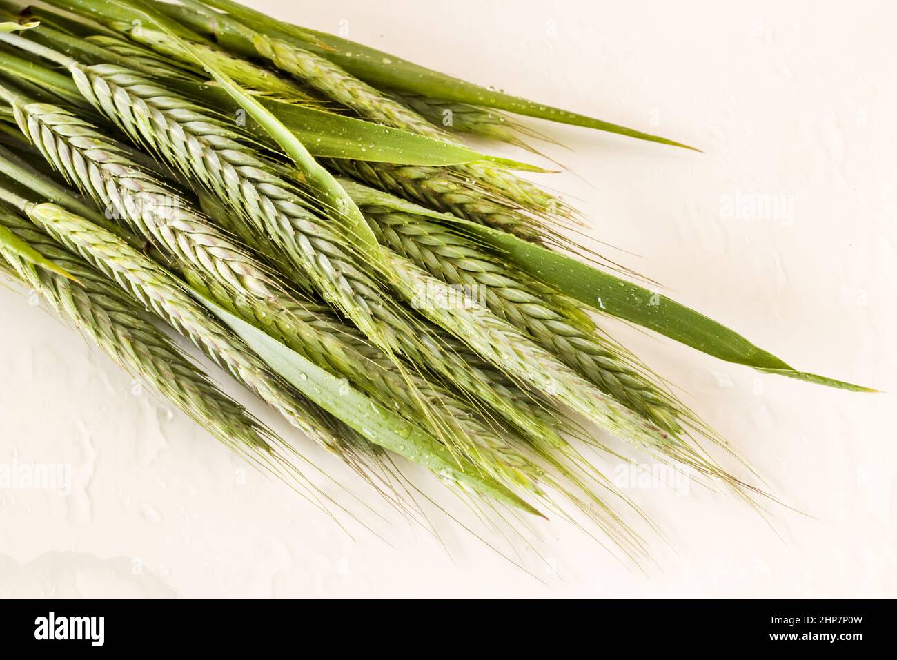Natural,fresh,green color ears of wheat designed on the white surface ...