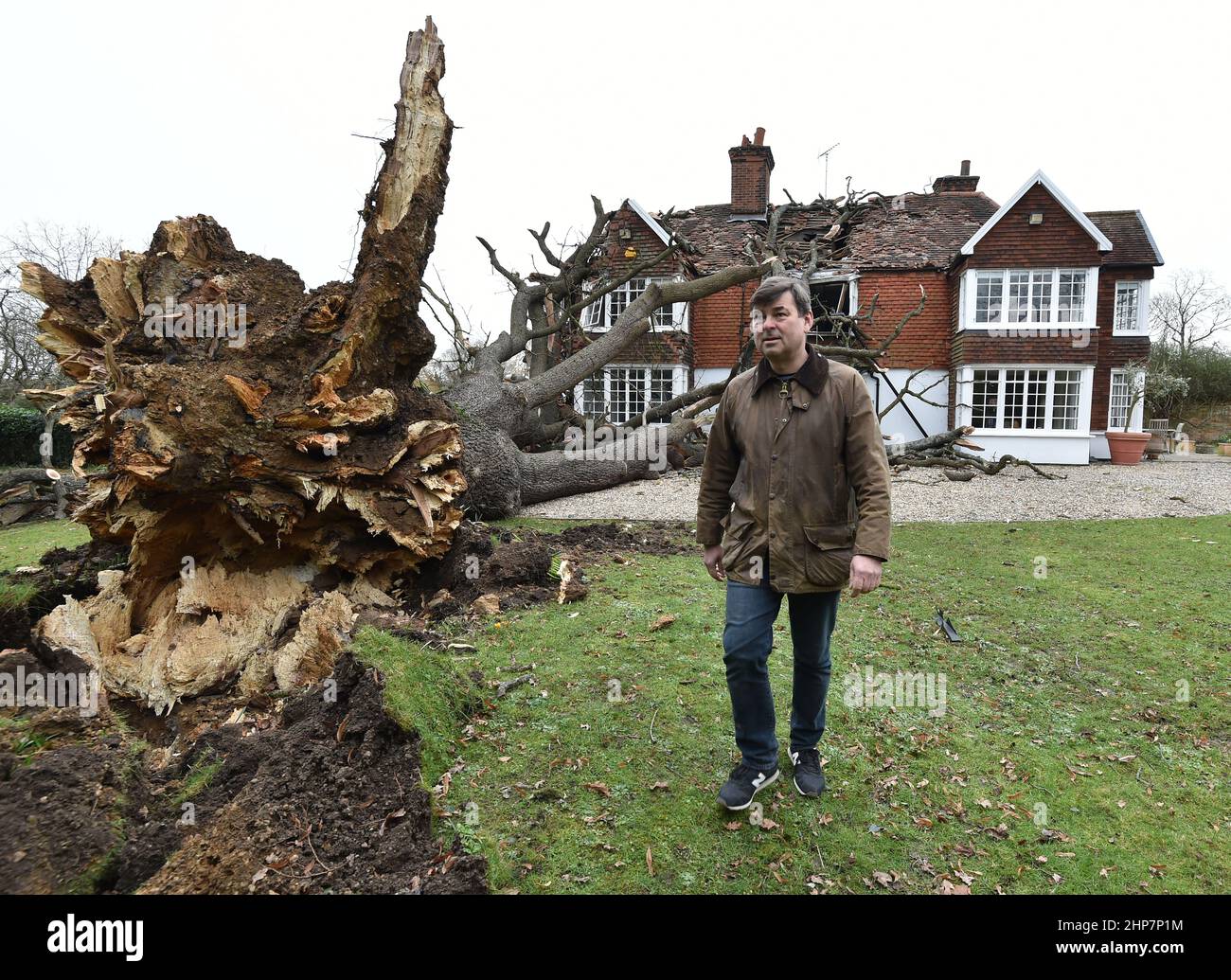 Dominic Good, walks past a 400-year-old oak tree in his garden uprooted ...
