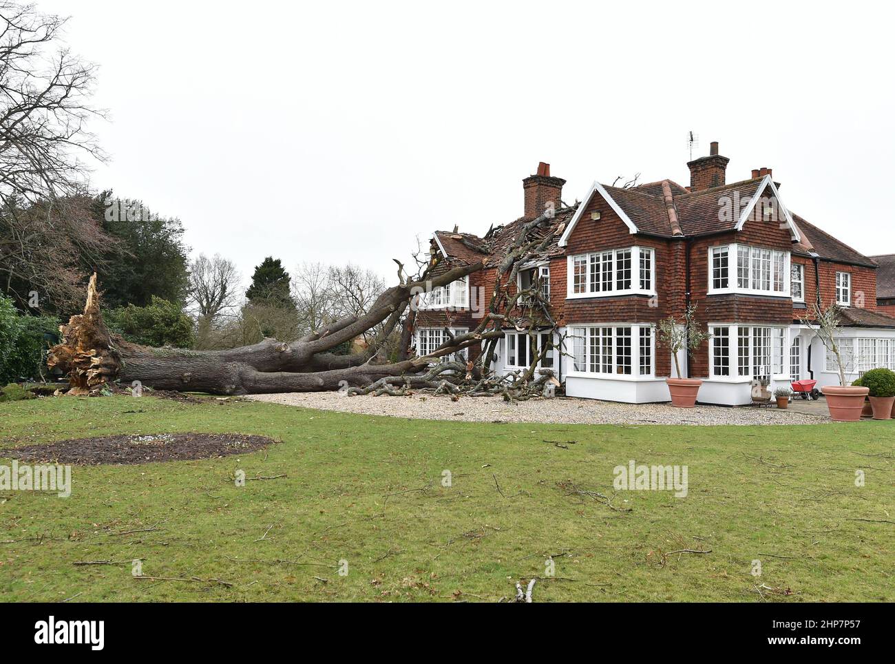 400 year old oak tree hi-res stock photography and images - Alamy