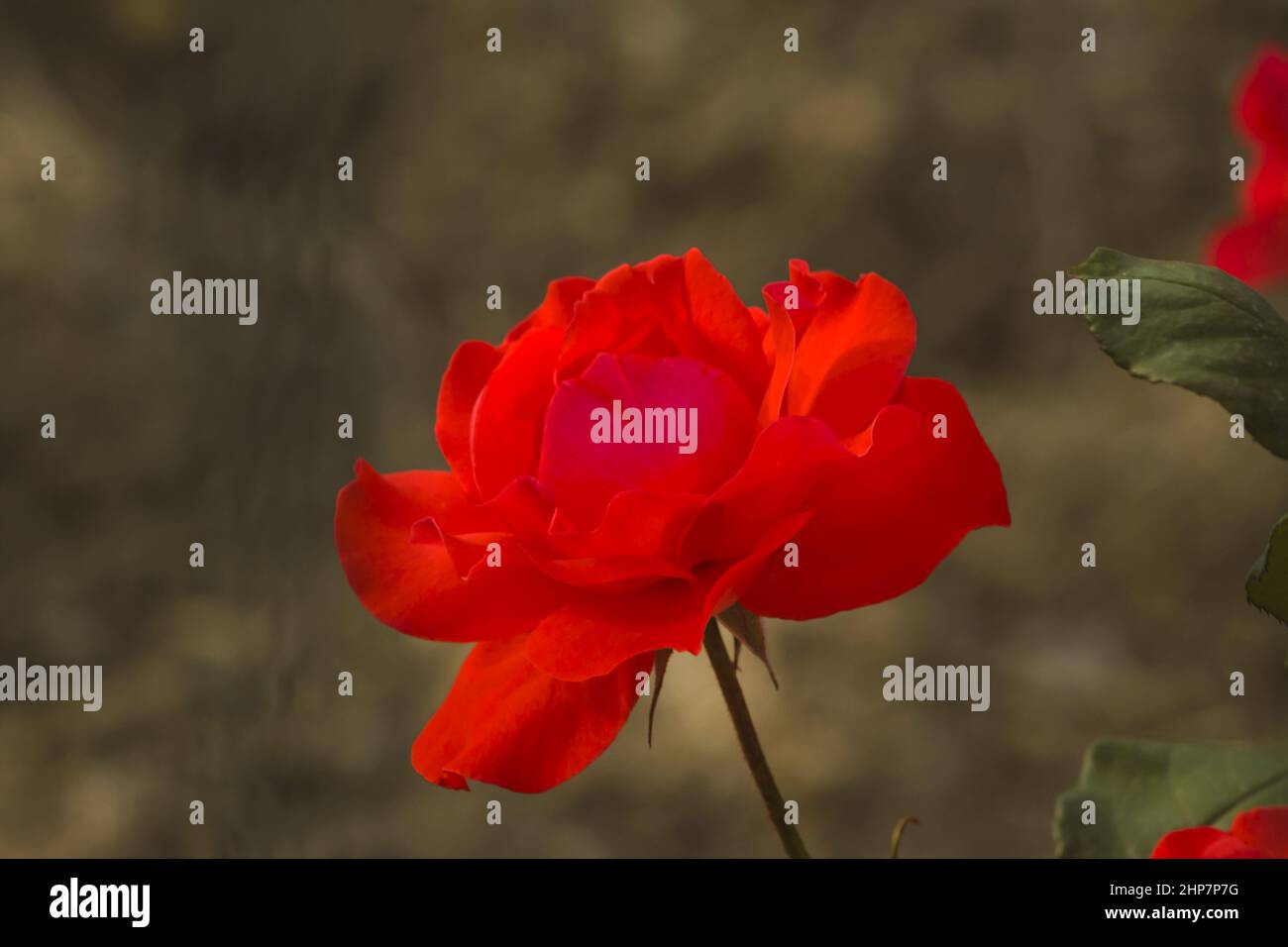 Vivid red color and fresh rose on blurred background Stock Photo - Alamy