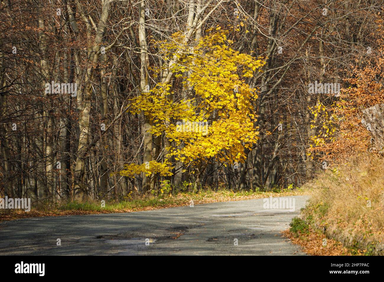 Tree with yellow leaves next to an empty road in fall Stock Photo - Alamy