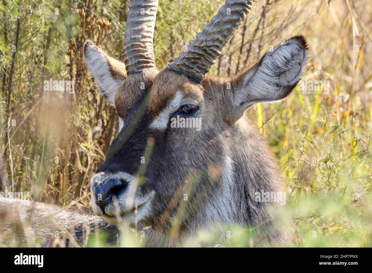 Waterbuck Bull, South Africa Stock Photo - Alamy