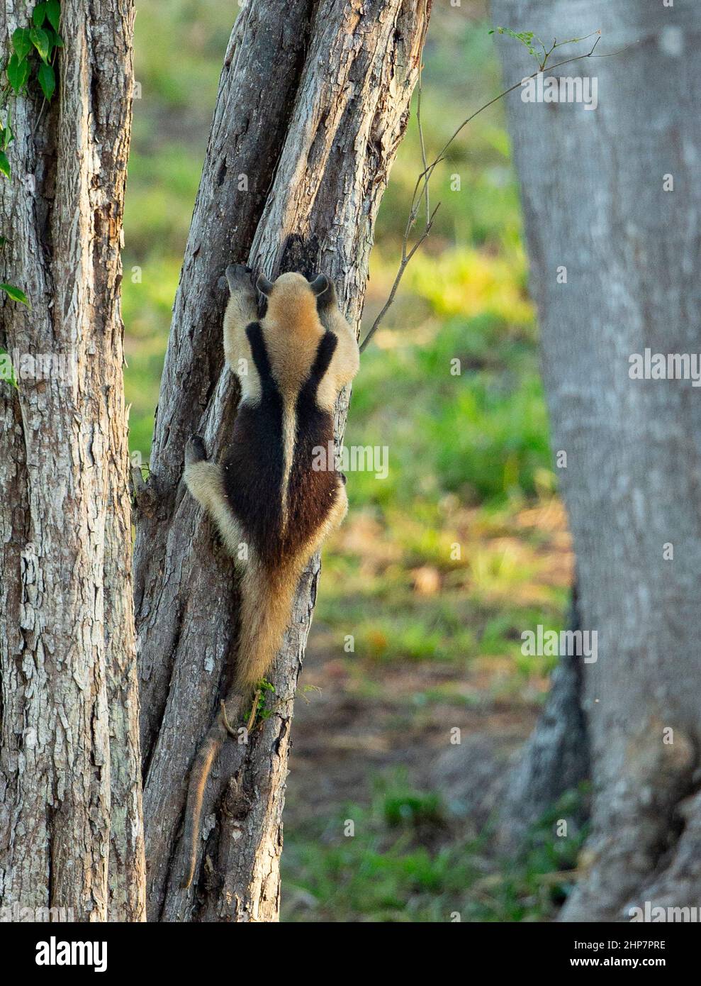 Northern Tamandua (Tamandua mexicana), aka Northern Anteater, climbing ...