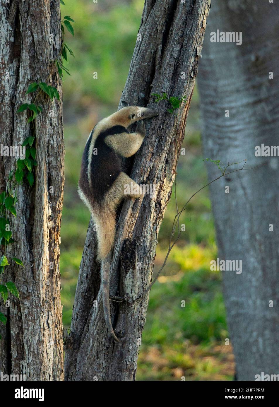 Northern Tamandua (Tamandua mexicana), aka Northern Anteater, climbing ...