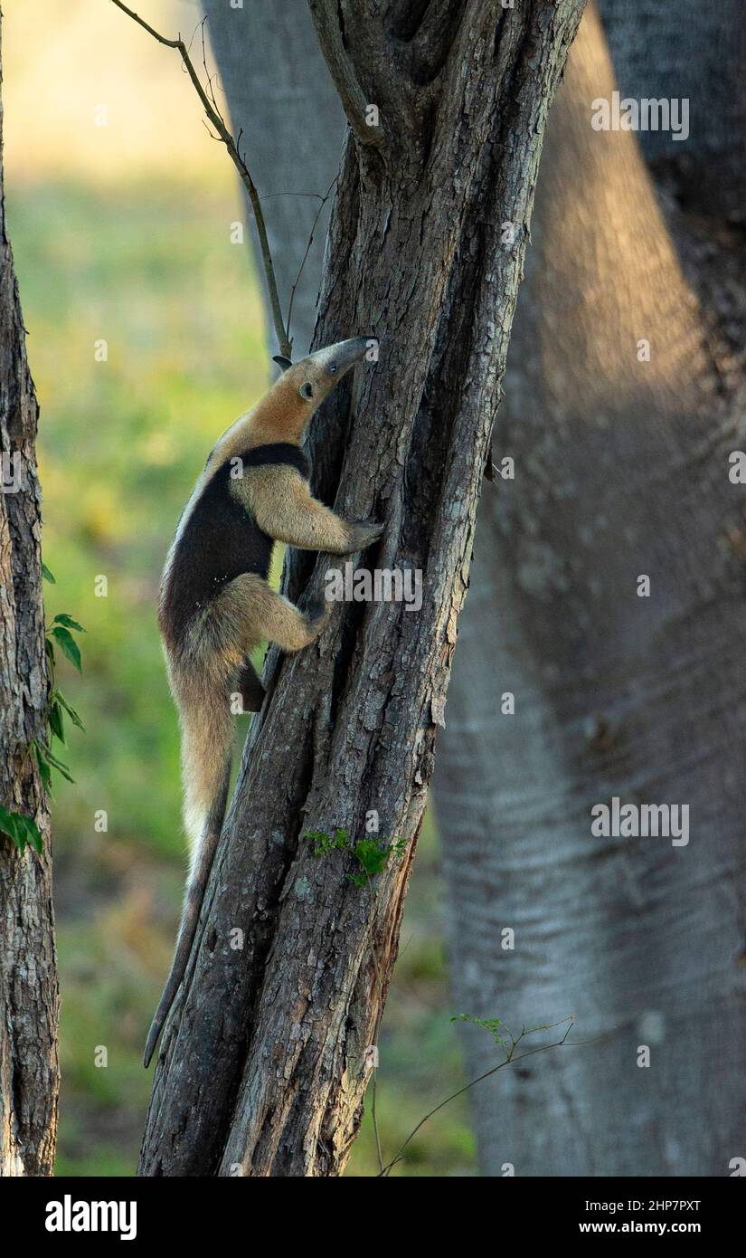 Northern Tamandua (Tamandua mexicana), aka Northern Anteater, climbing ...