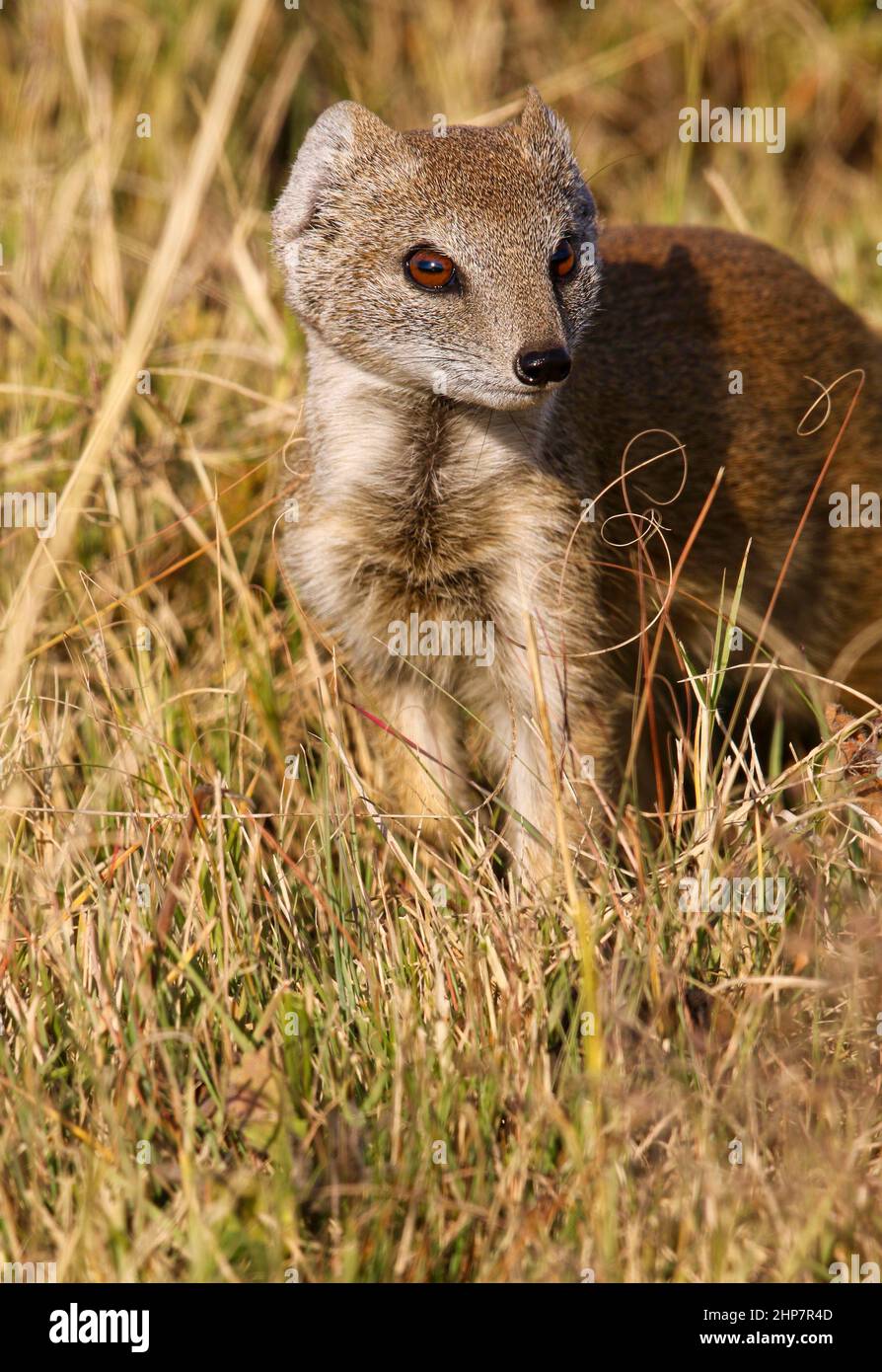 Yellow Mongoose, South Africa Stock Photo - Alamy