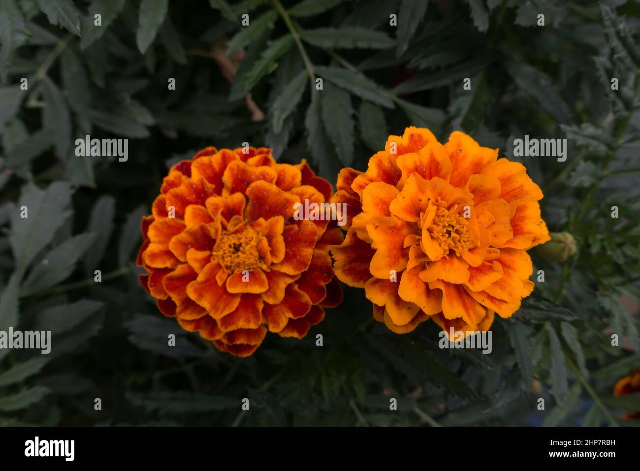 large number of beautiful garden flowers grow Stock Photo - Alamy