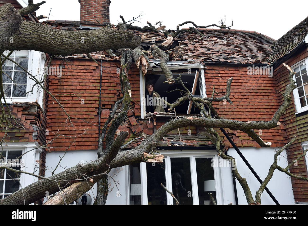 400 year old oak tree hi-res stock photography and images - Alamy