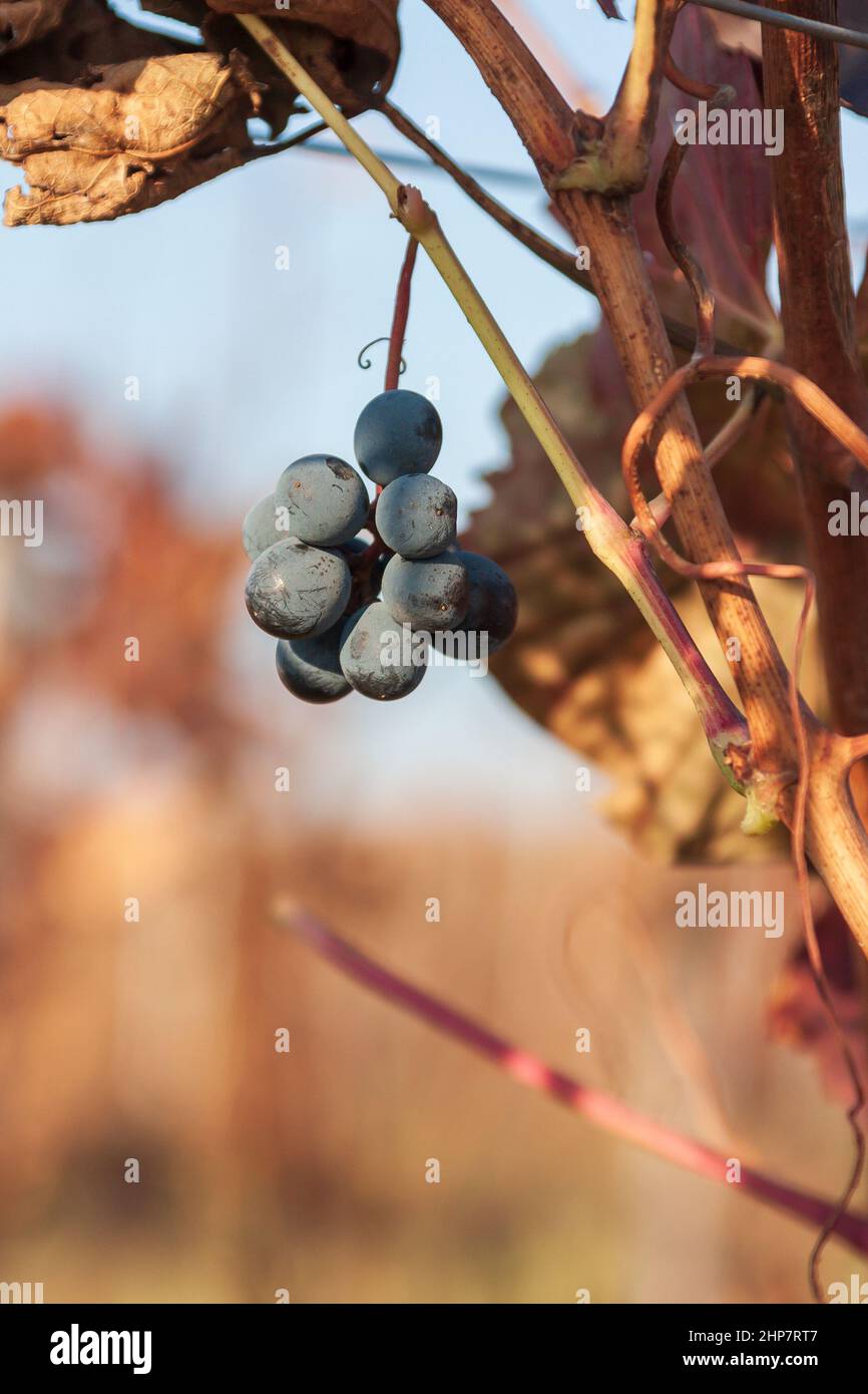 Red balls in a green bush hi-res stock photography and images - Alamy