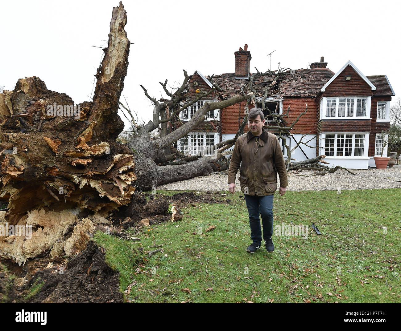 400 year old oak tree hi-res stock photography and images - Alamy