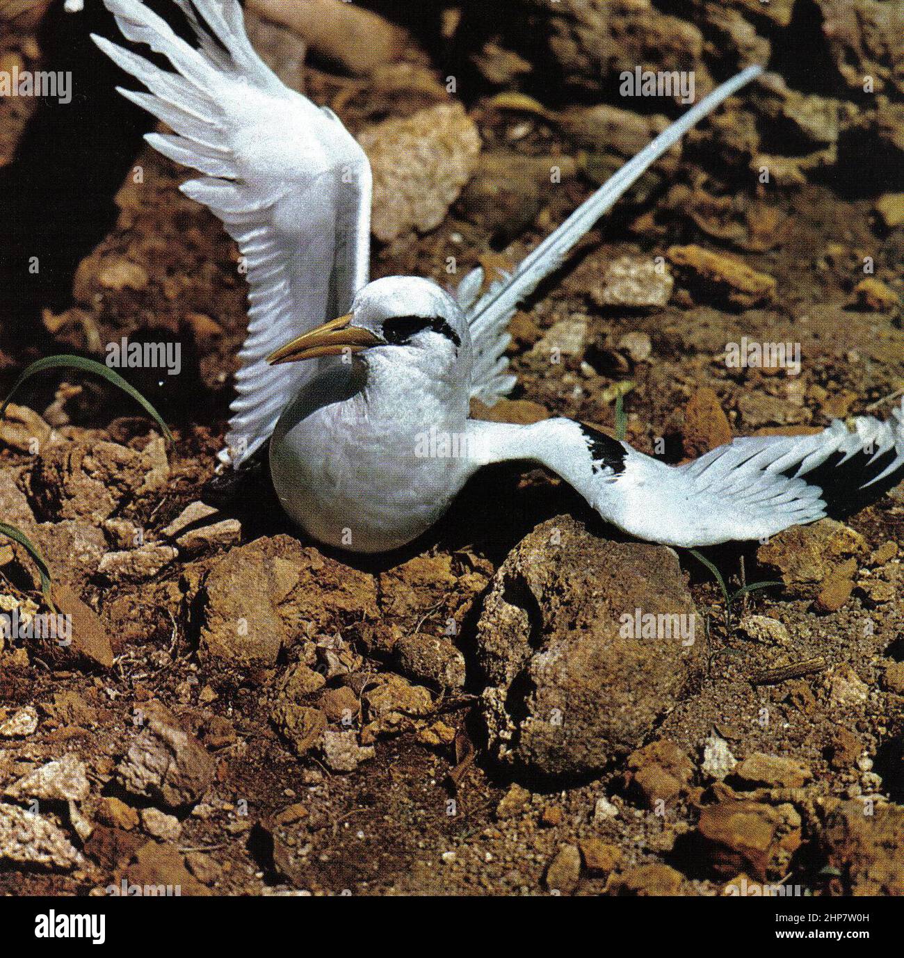 Phaeton lepturus hi-res stock photography and images - Alamy