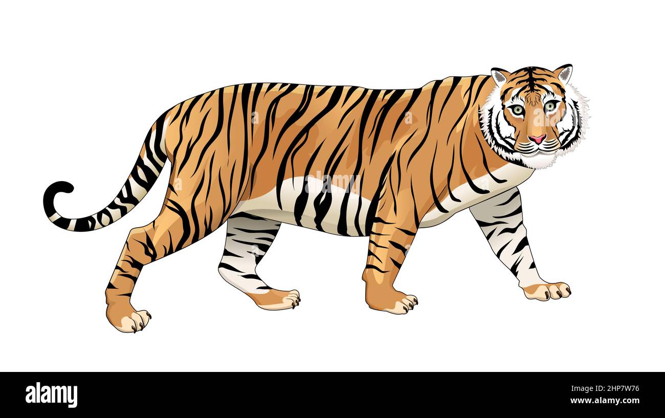 Big wild tiger Stock Vector Image & Art - Alamy