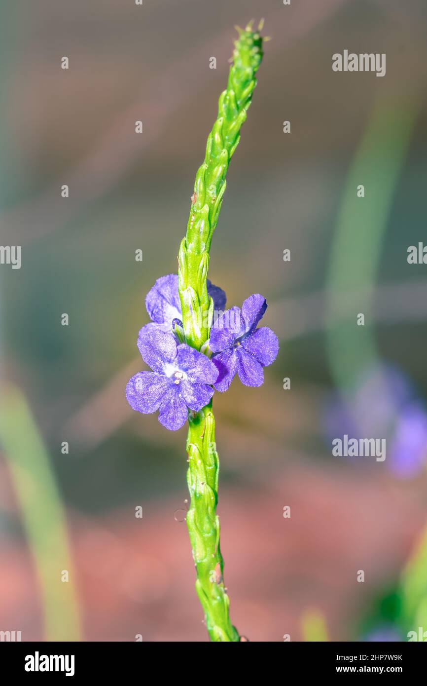 (Stachytarpheta jamaicensis) Blue porterweed Wild flowers during spring ...
