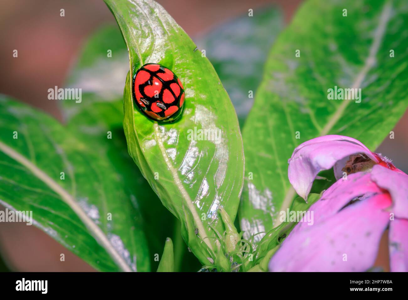 Lunate Ladybeetle (Cheilomenes lunata), Cape Town, South Africa Stock ...