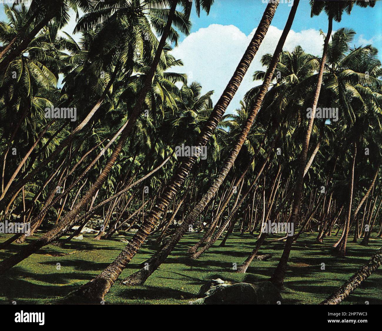 A coconut plantation at Anse Coco, La Digue, Seychelles ca. early 1970s ...
