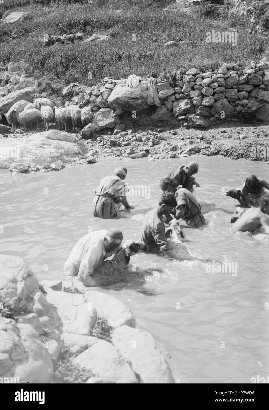 Shepherds washing sheep hi-res stock photography and images - Alamy