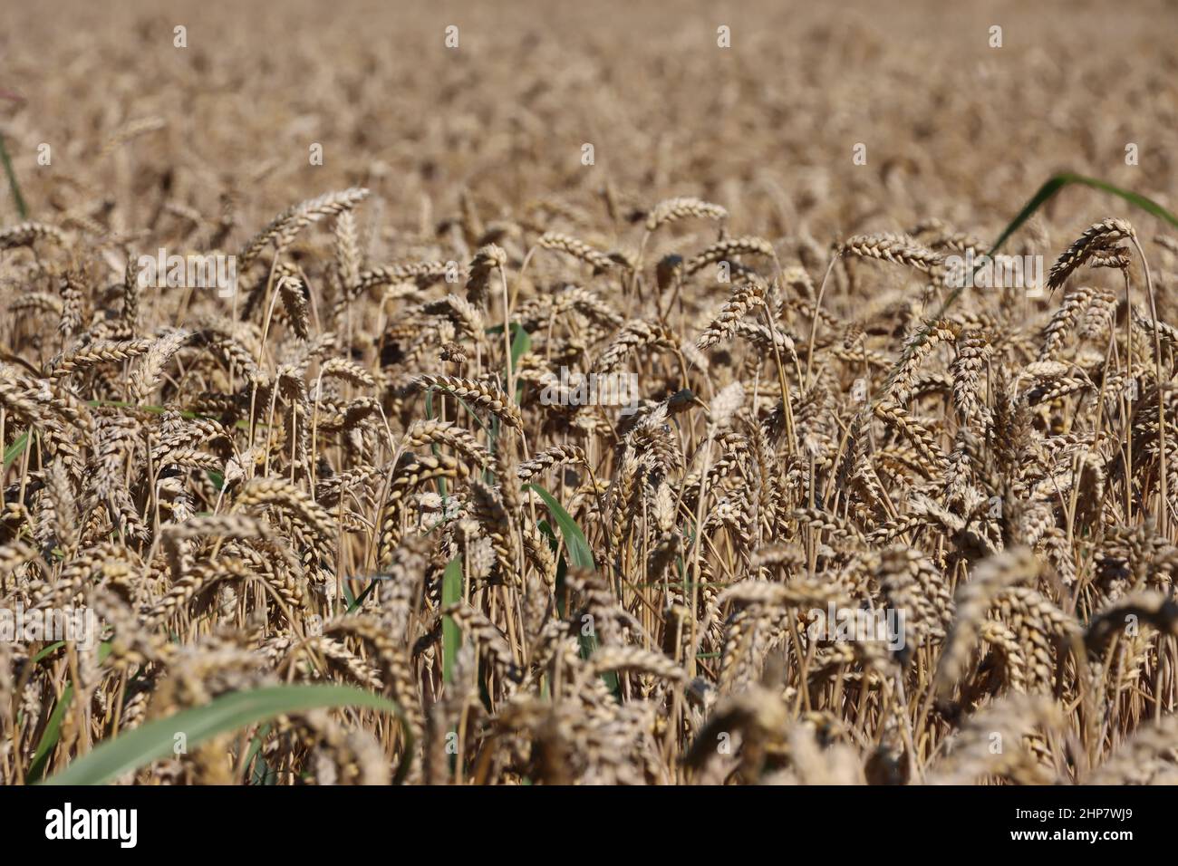 Climate spikes hi-res stock photography and images - Alamy