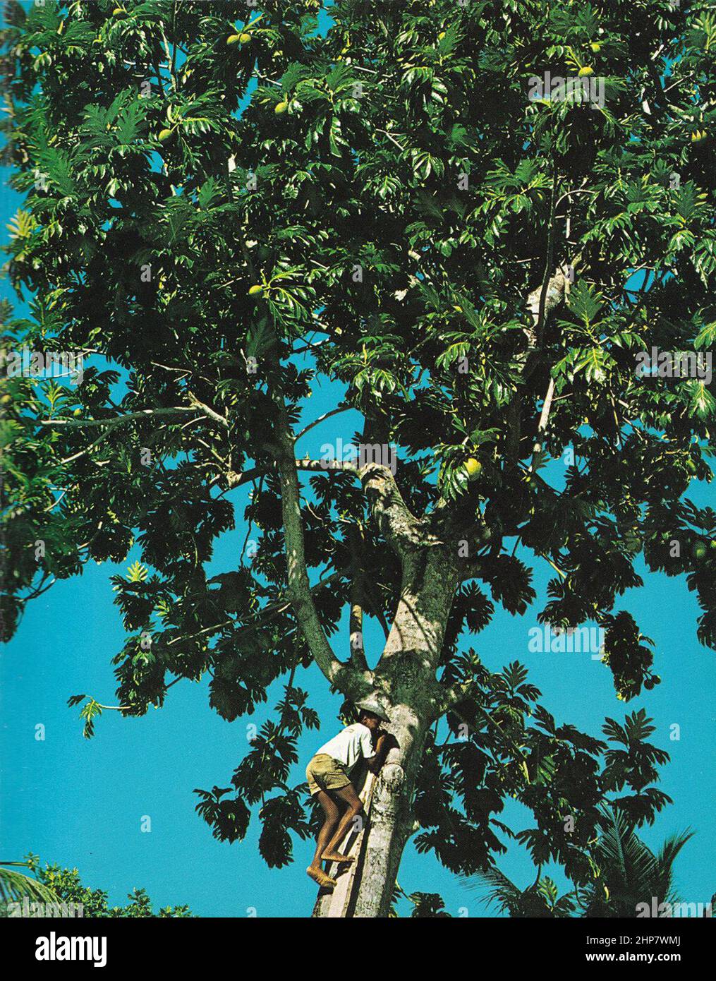 Man climbing a breadfruit tree hi-res stock photography and images - Alamy