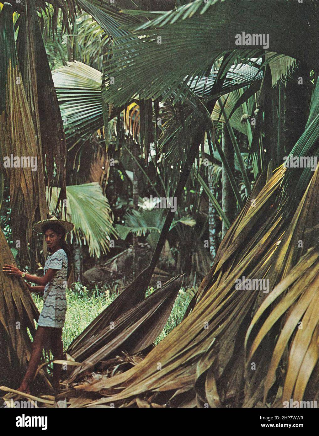 Coco de mer fronds hi-res stock photography and images - Alamy