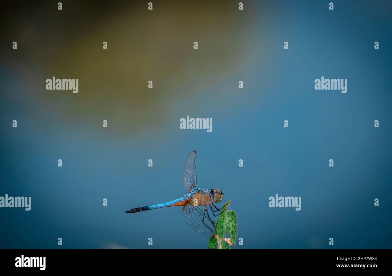 Blue Dragonfly hold on green leaf tree and copy space .Dragonfly in the ...