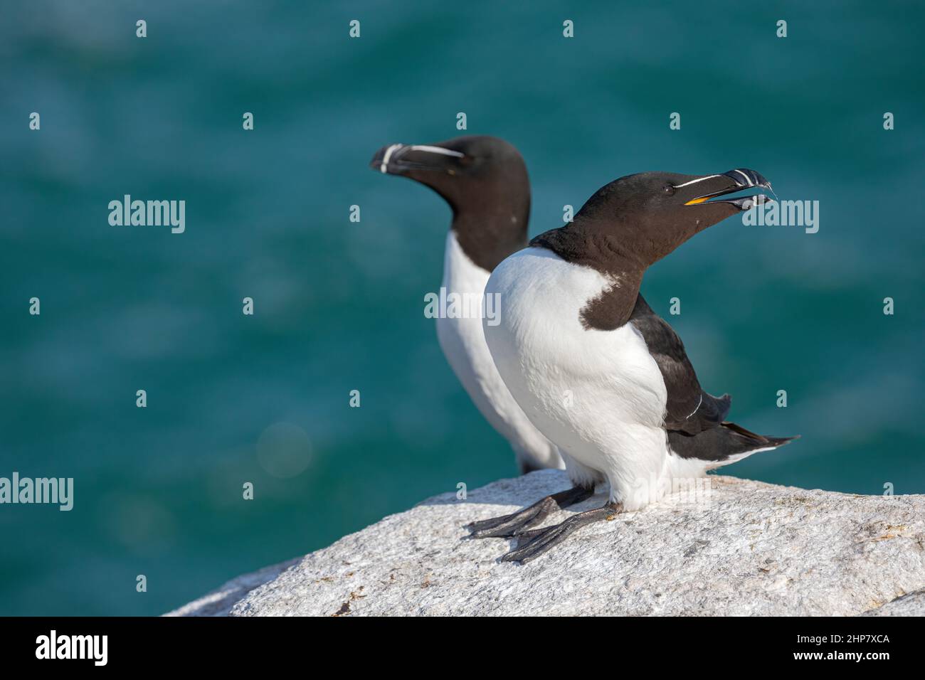Razorbill couple hi-res stock photography and images - Alamy