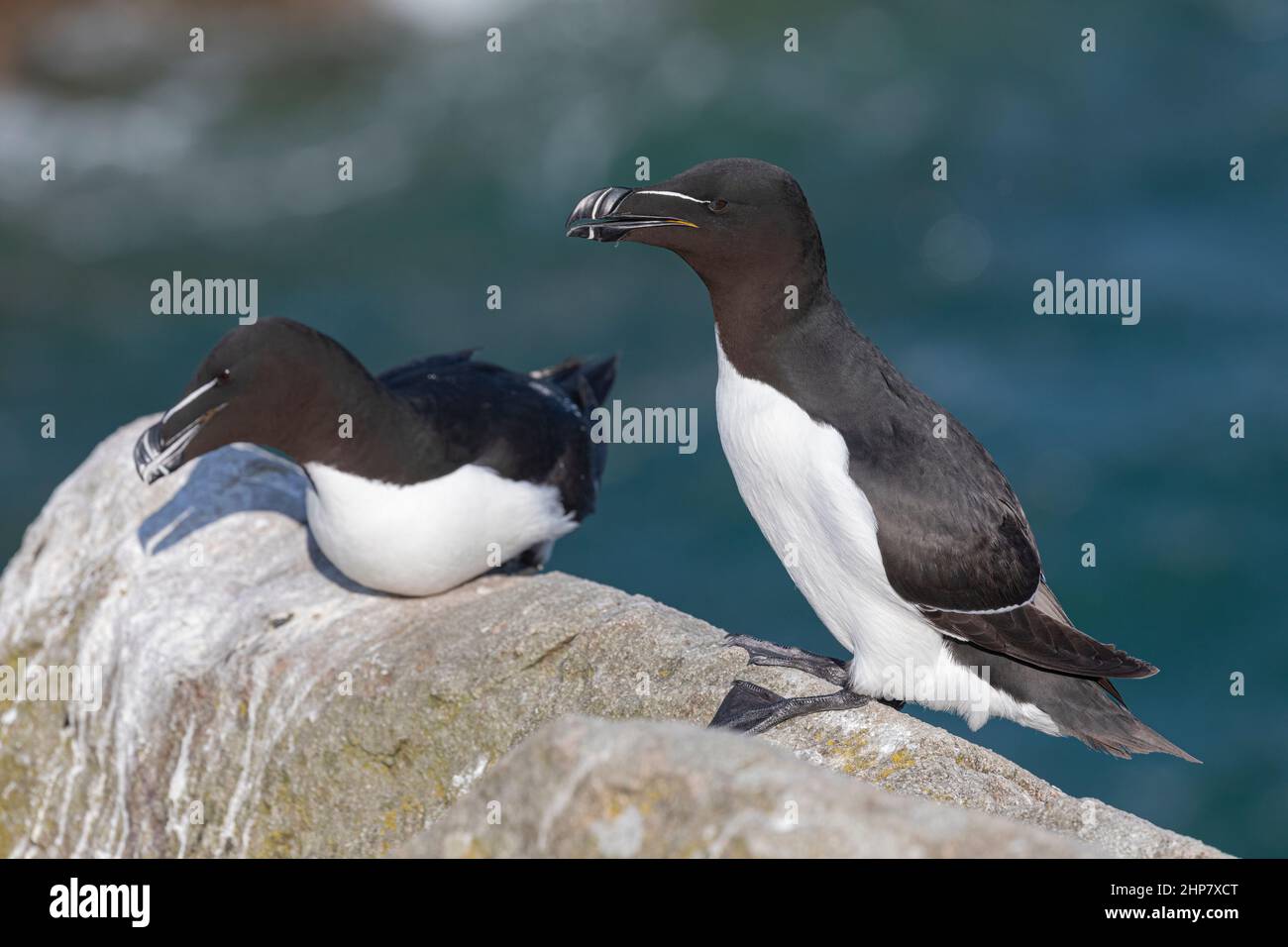Pair of razorbill hi-res stock photography and images - Alamy