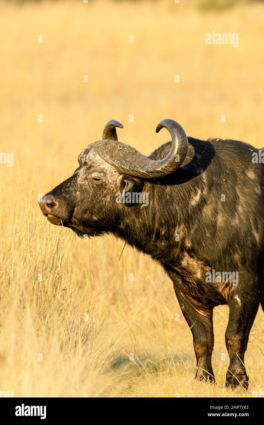 African Buffalo Bull, South Africa Stock Photo - Alamy