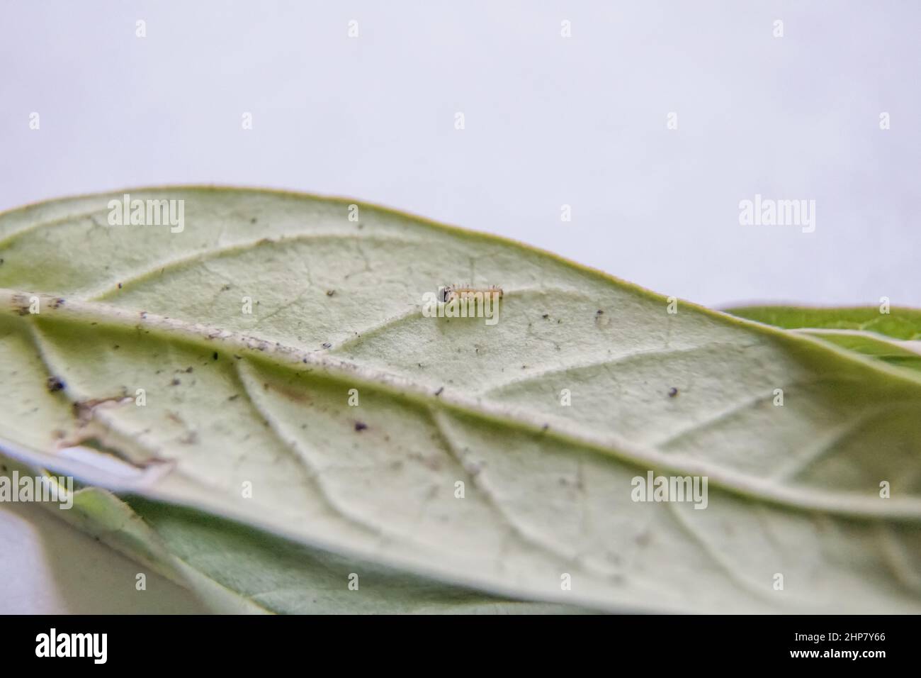 First instar Monarch caterpillar walking on leaf. Tiny caterpillar of ...