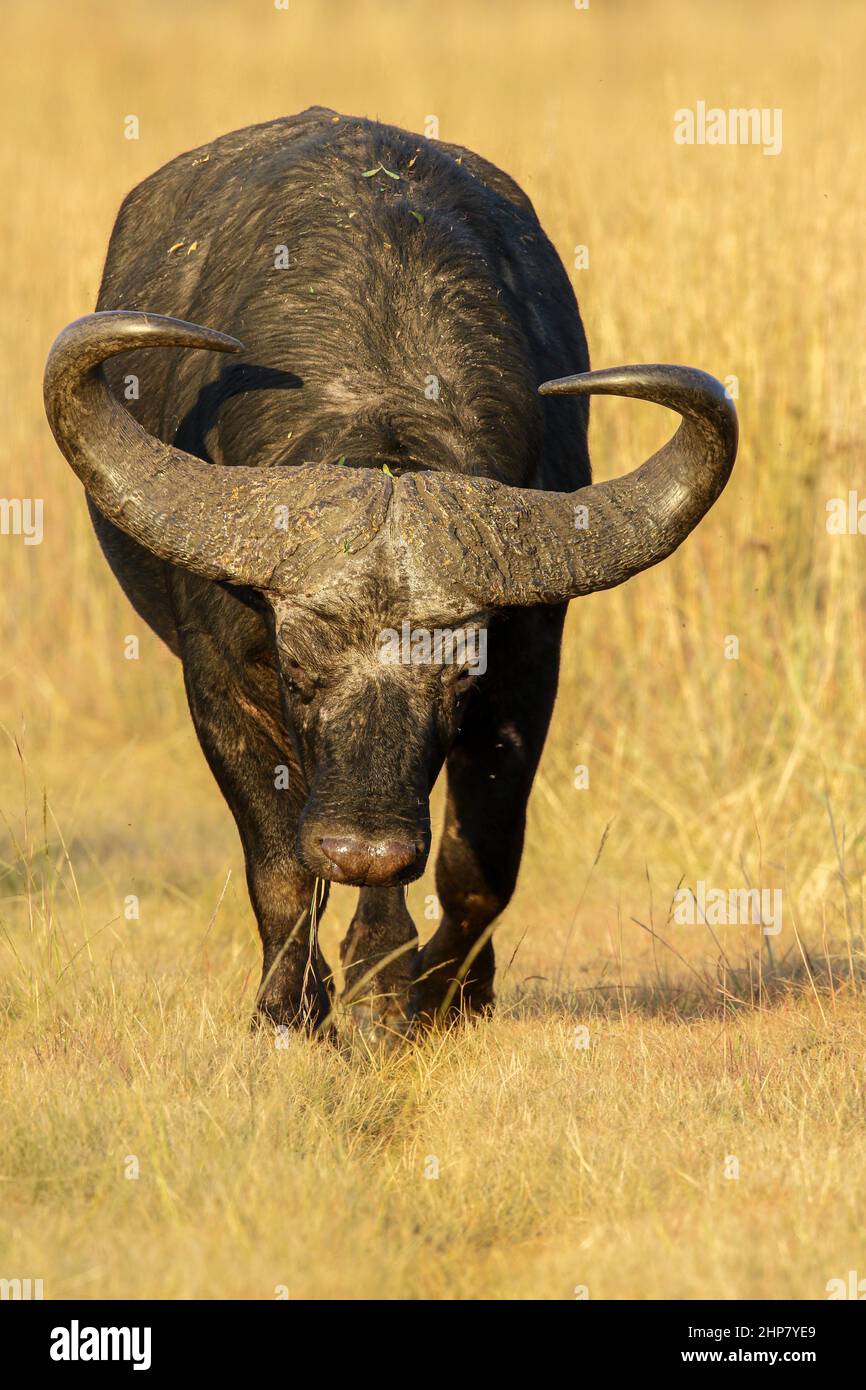 African Buffalo Bull, South Africa Stock Photo - Alamy