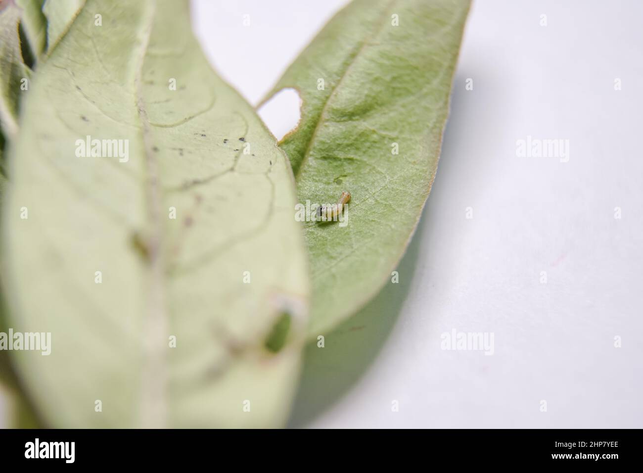 First instar Monarch caterpillar walking on leaf. Tiny caterpillar of ...