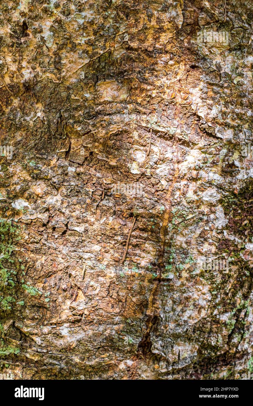 Tropical tree bark texture with colorful green and turquoise moss and ...