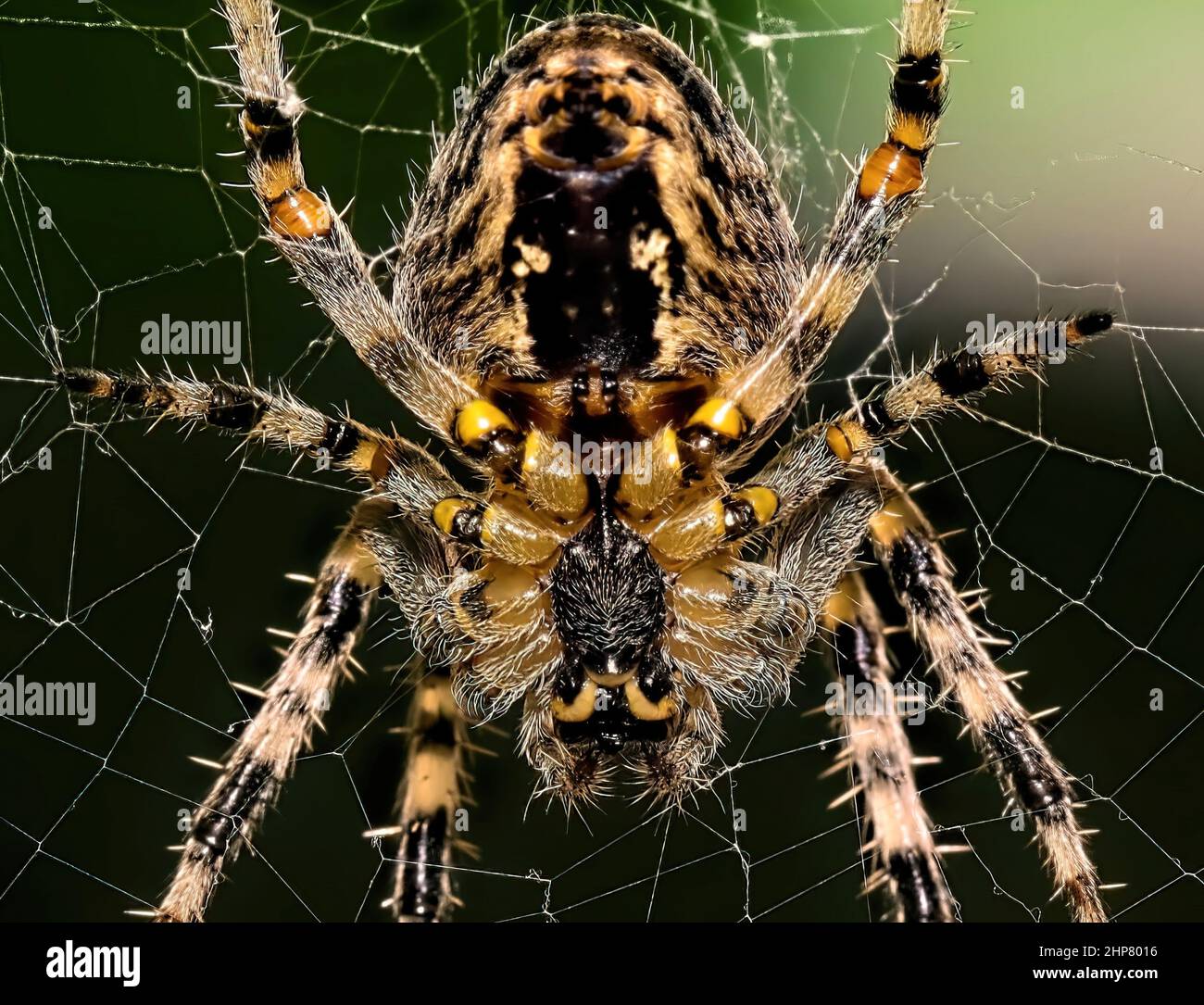 Barn spider araneus cavaticus hi-res stock photography and images - Alamy