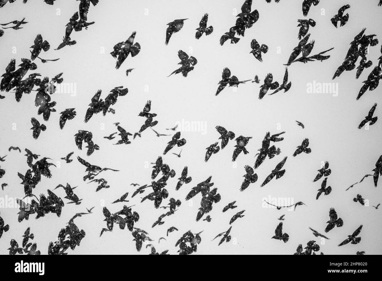 Murder of crows hi-res stock photography and images - Alamy