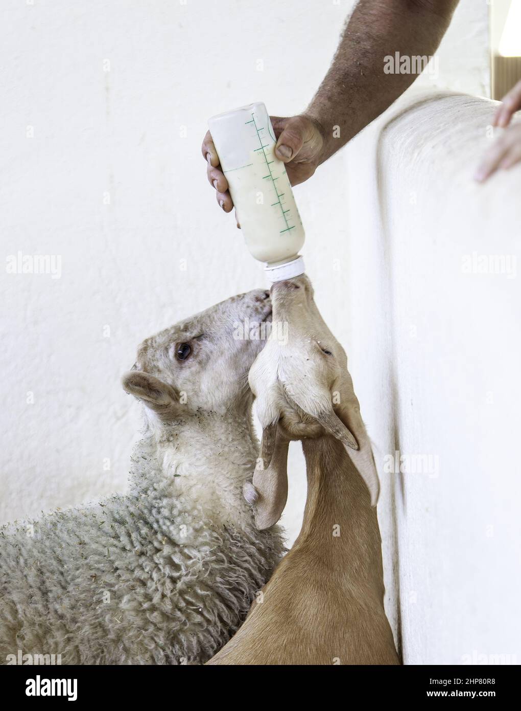 Goat drinking bottle of milk, animal feed, farm and breeding Stock ...