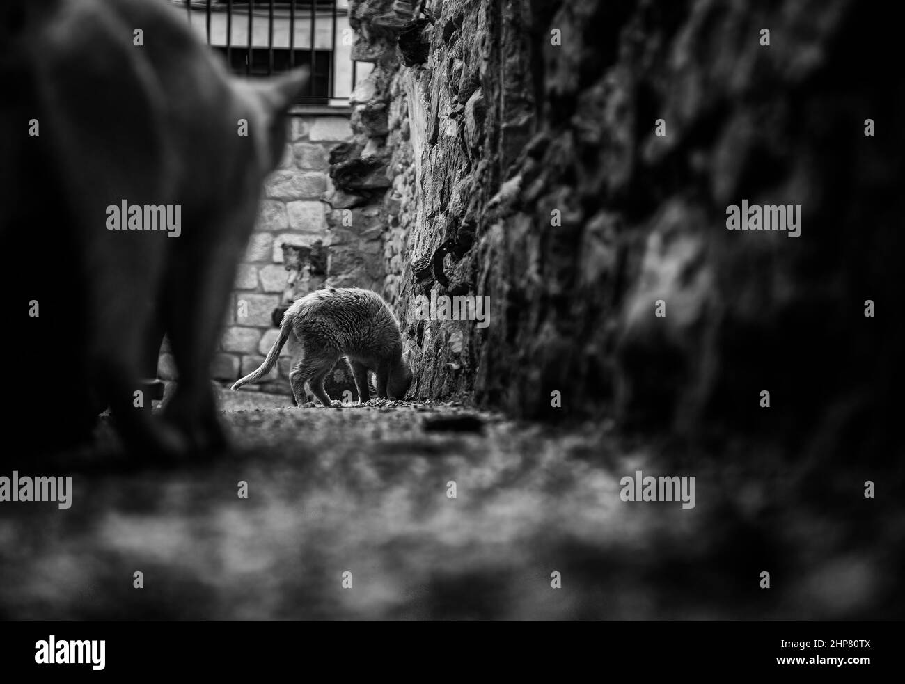 Abandoned street cats, stray animals, pets Stock Photo - Alamy