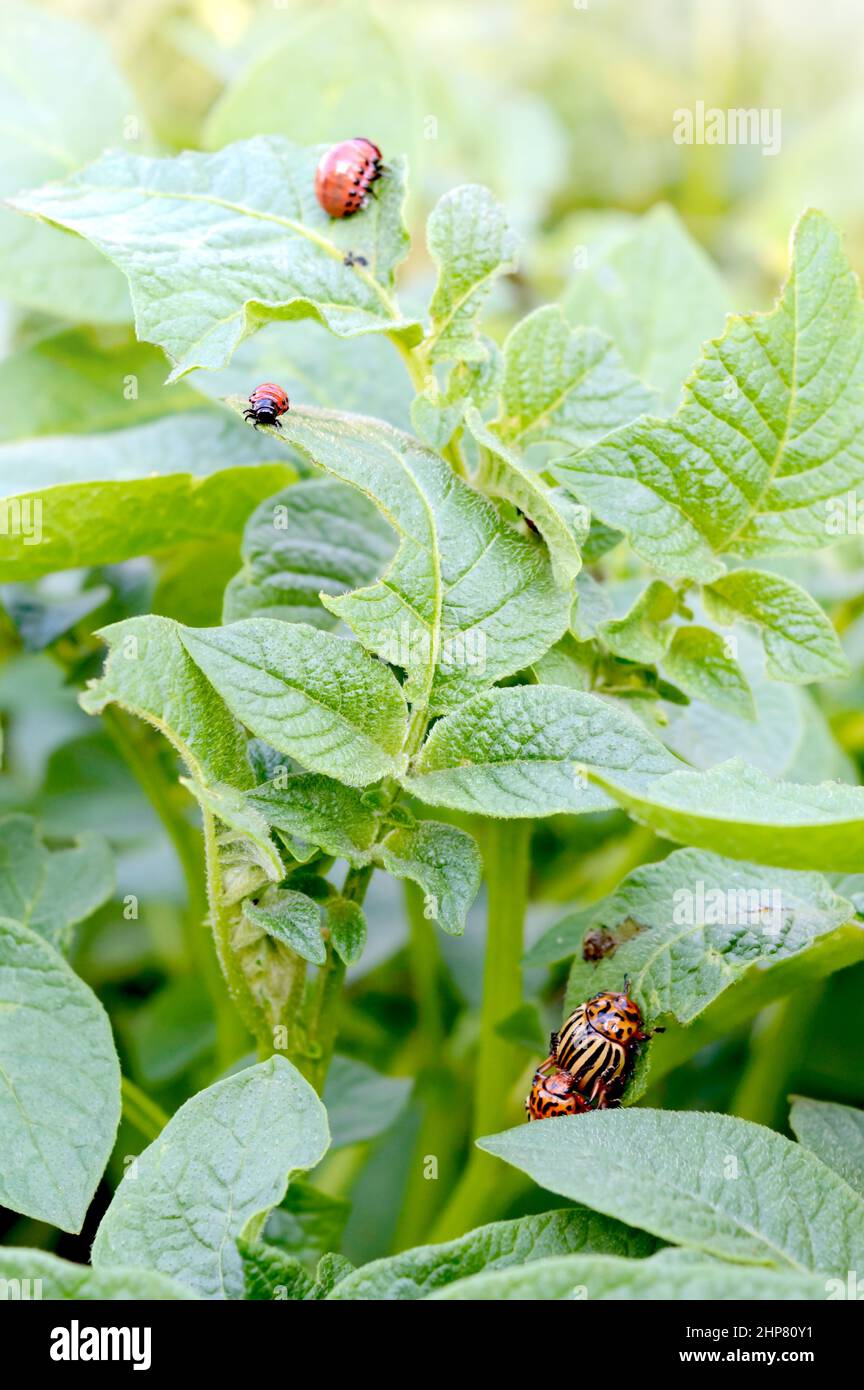 Colorado potato beetles and red larva crawling and eating potato leaves ...